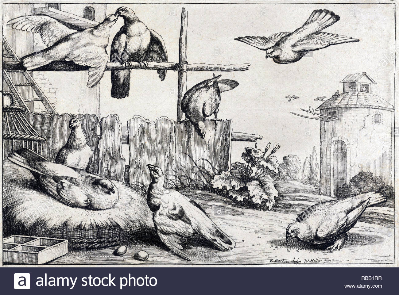 Doves drawing hi-res stock photography and images - Alamy