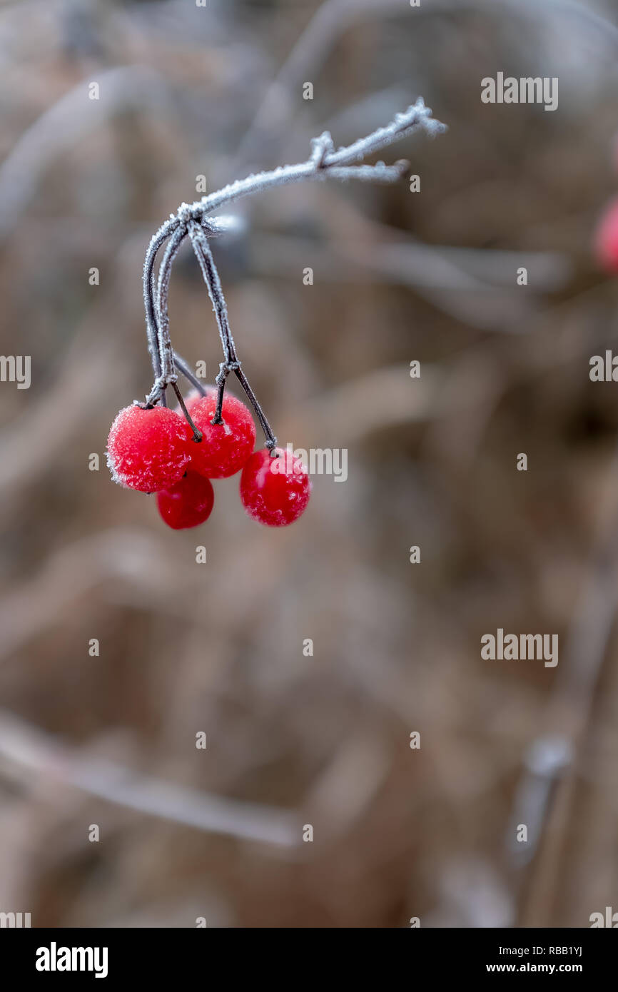 red frozen berries Stock Photo - Alamy