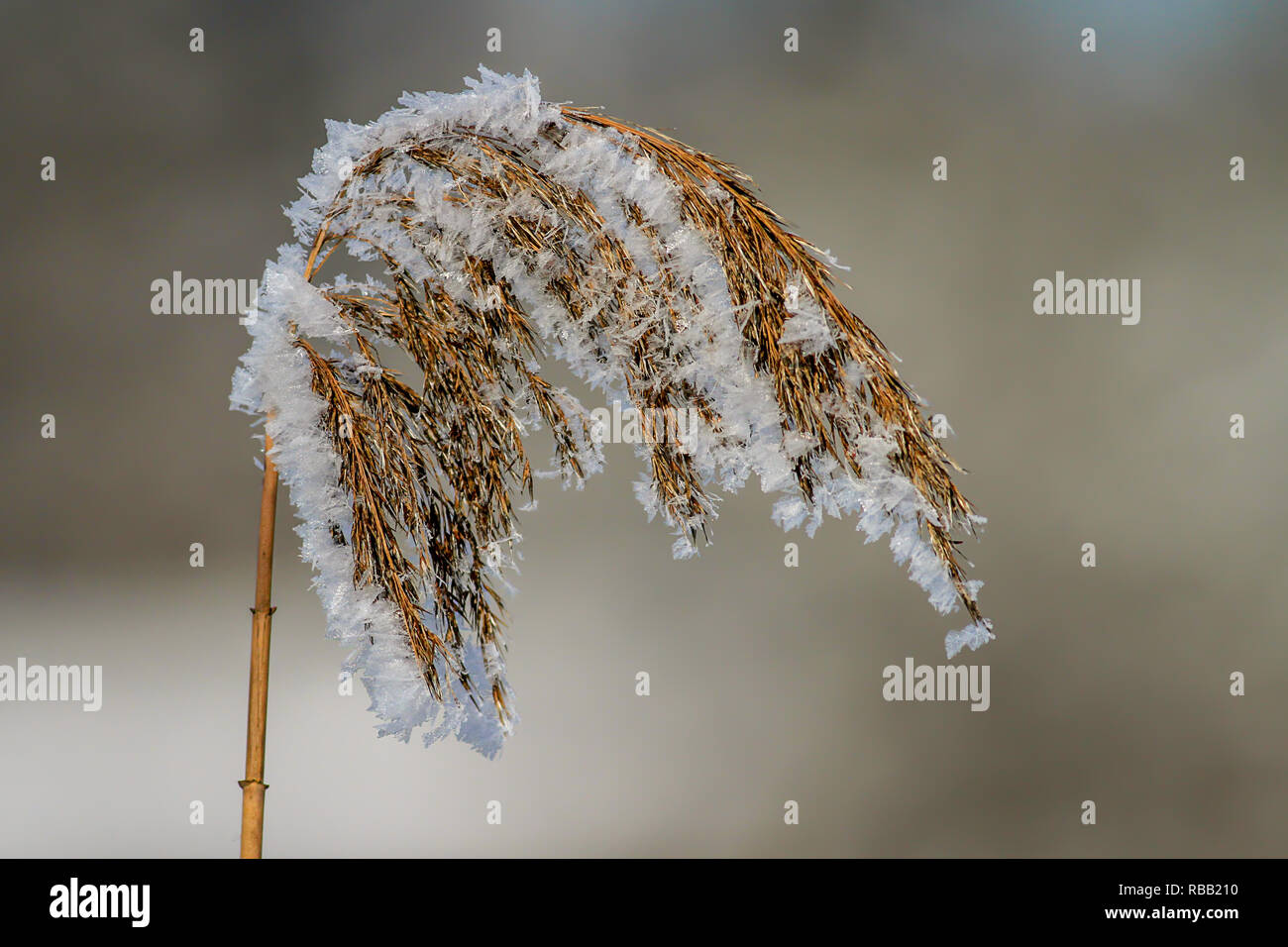 Reed crystal hi-res stock photography and images - Alamy