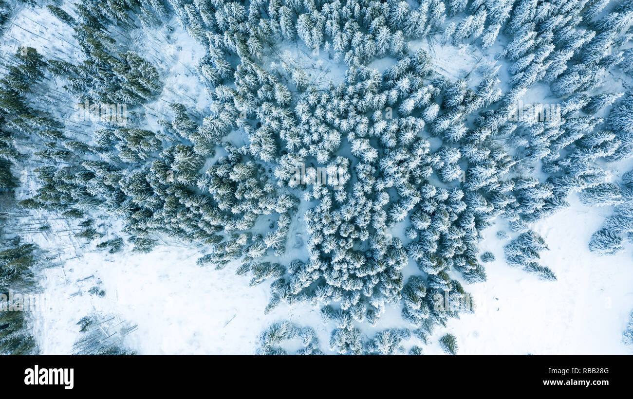 Aerial view of the forest at winter. The trees are covered with snow ...