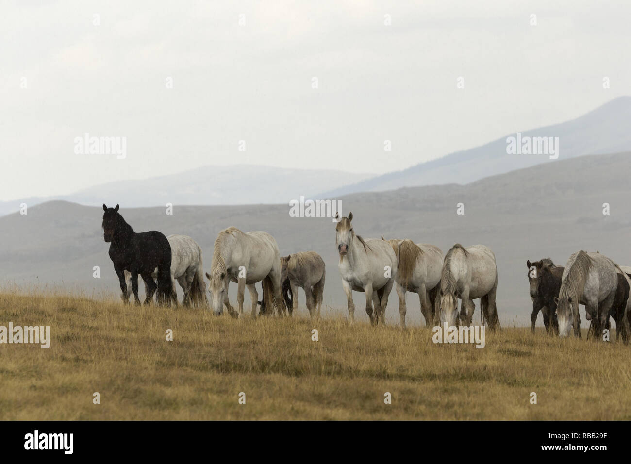 Livno wild horses High Resolution Stock Photography and Images - Alamy