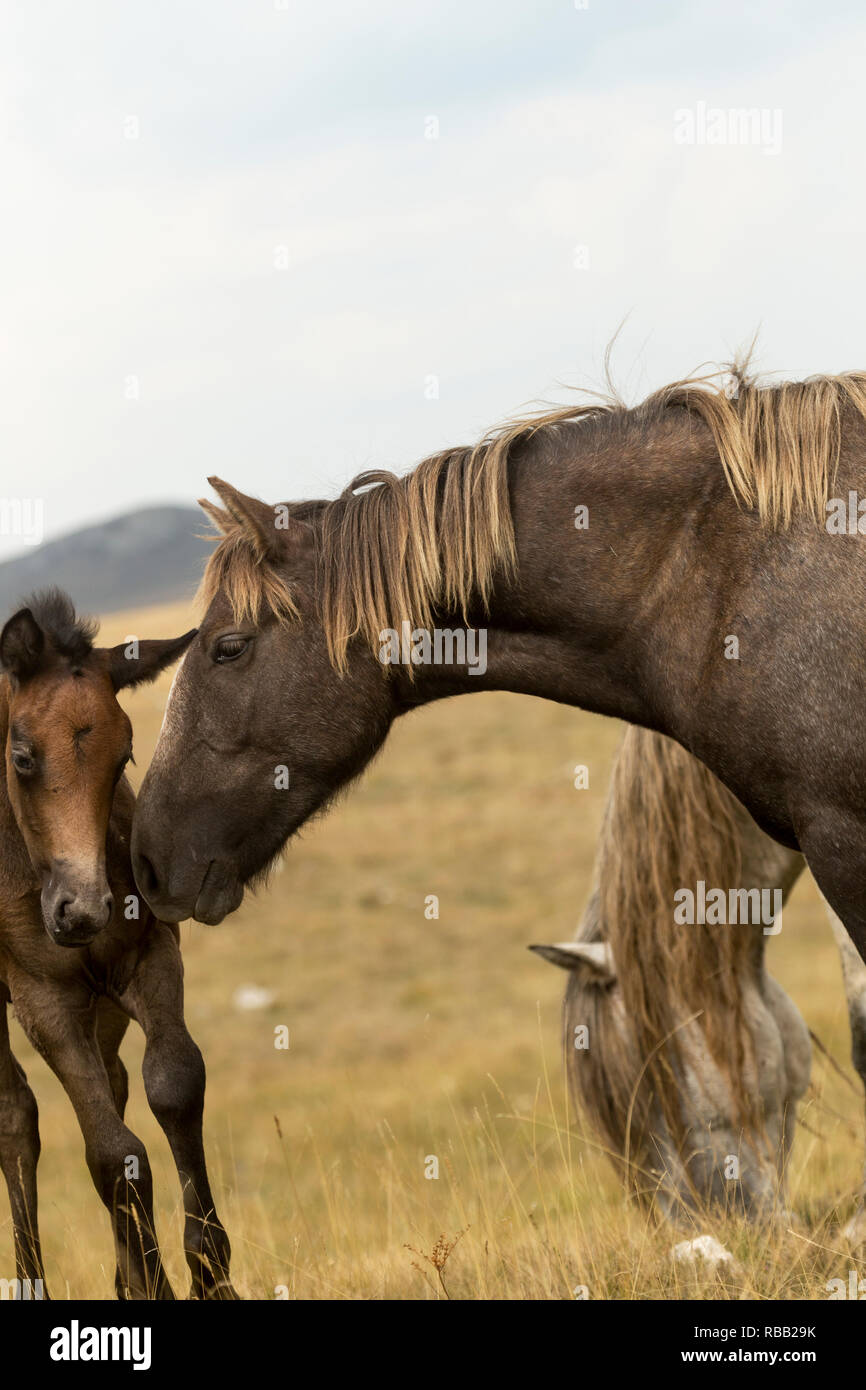 Livno wild horses High Resolution Stock Photography and Images - Alamy