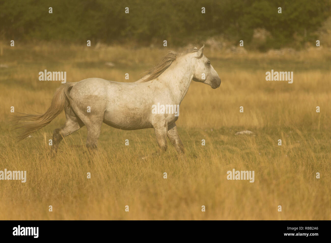 Wild horses Livno Bosnia Herzegovina Stock Photo - Alamy
