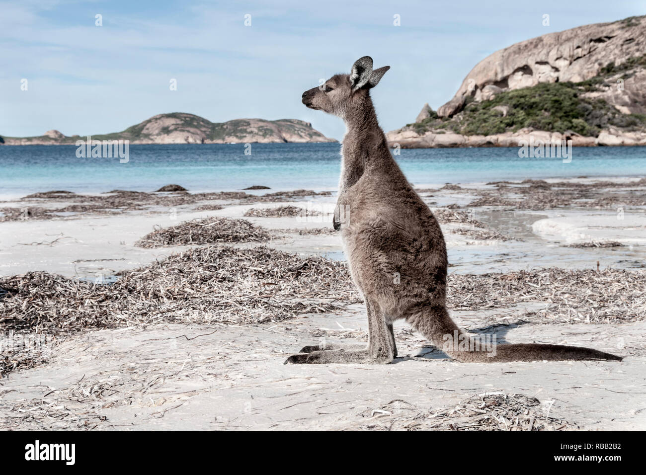 Wild kangaroo on the beach in Australia Stock Photo - Alamy