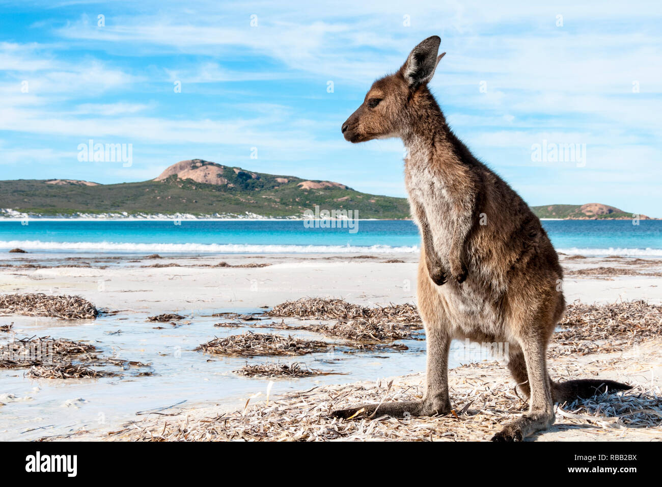 Wild kangaroo on the beach in Australia Stock Photo - Alamy