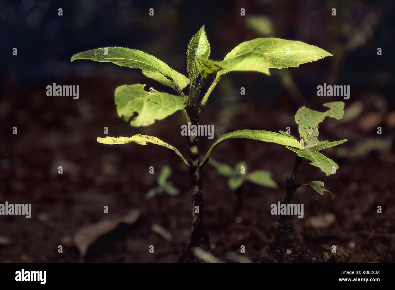 small plant begining tyhe life Stock Photo - Alamy