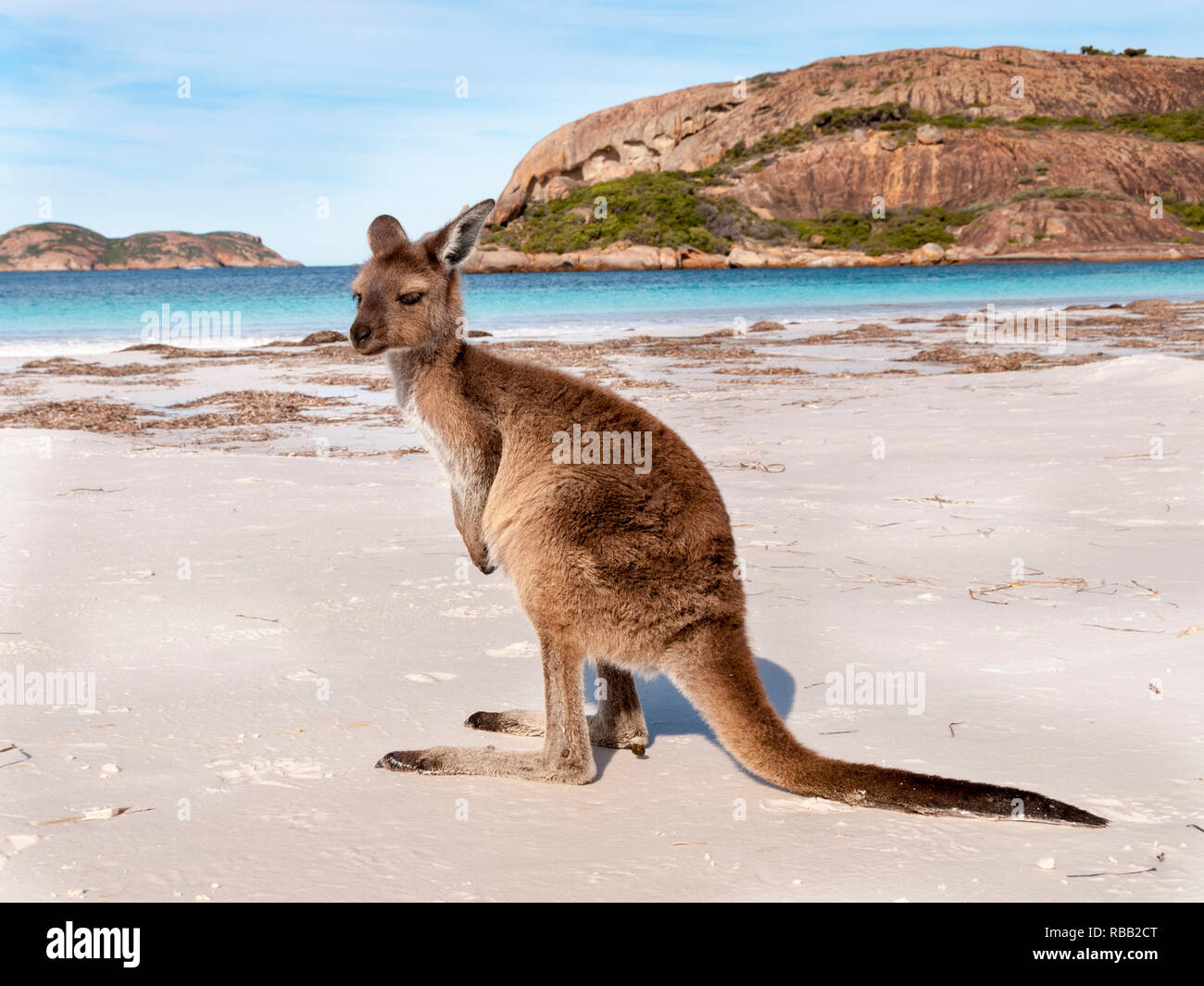 Wild kangaroo on the beach in Australia Stock Photo - Alamy