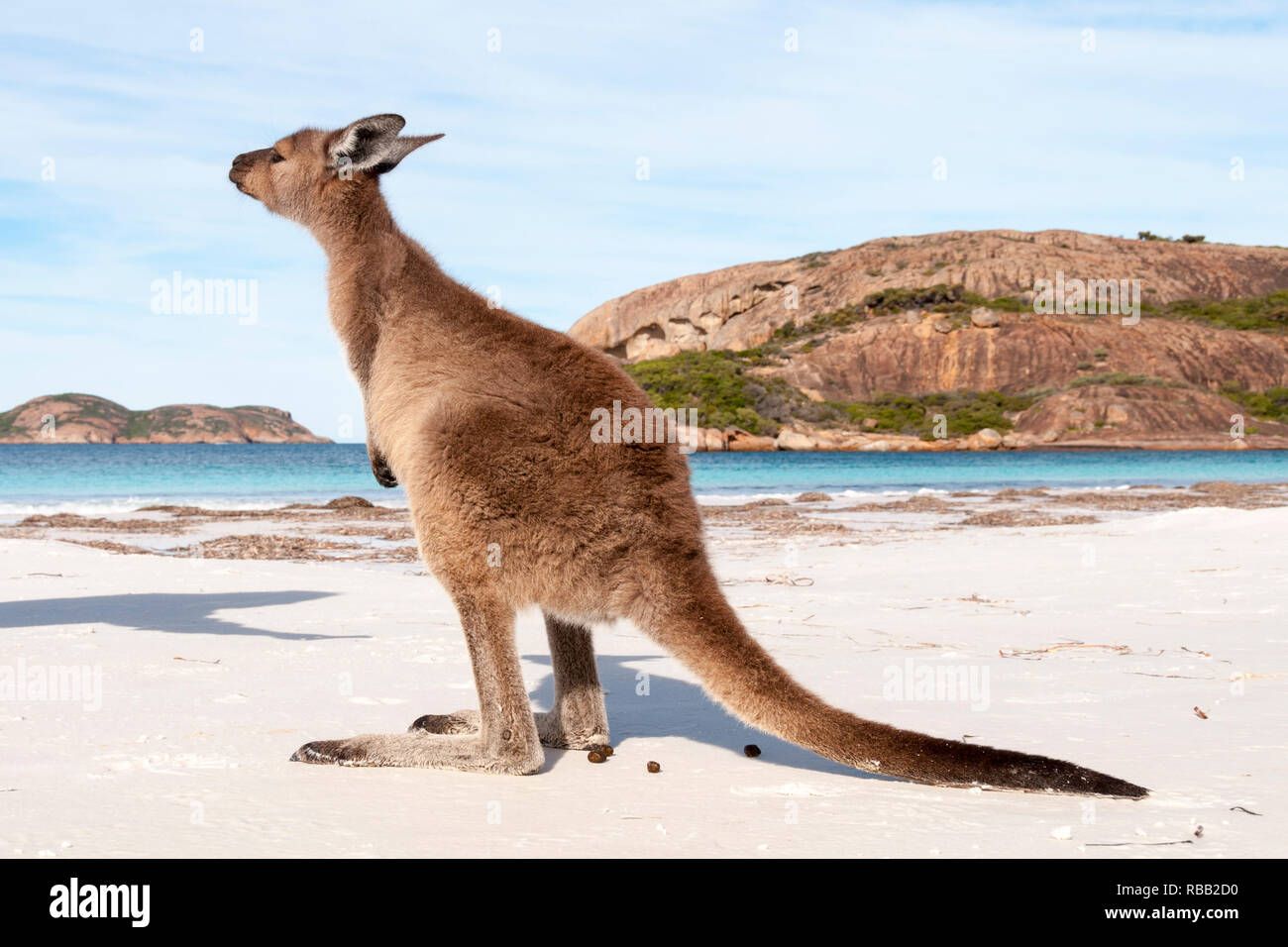 Wild kangaroo on the beach in Australia Stock Photo - Alamy