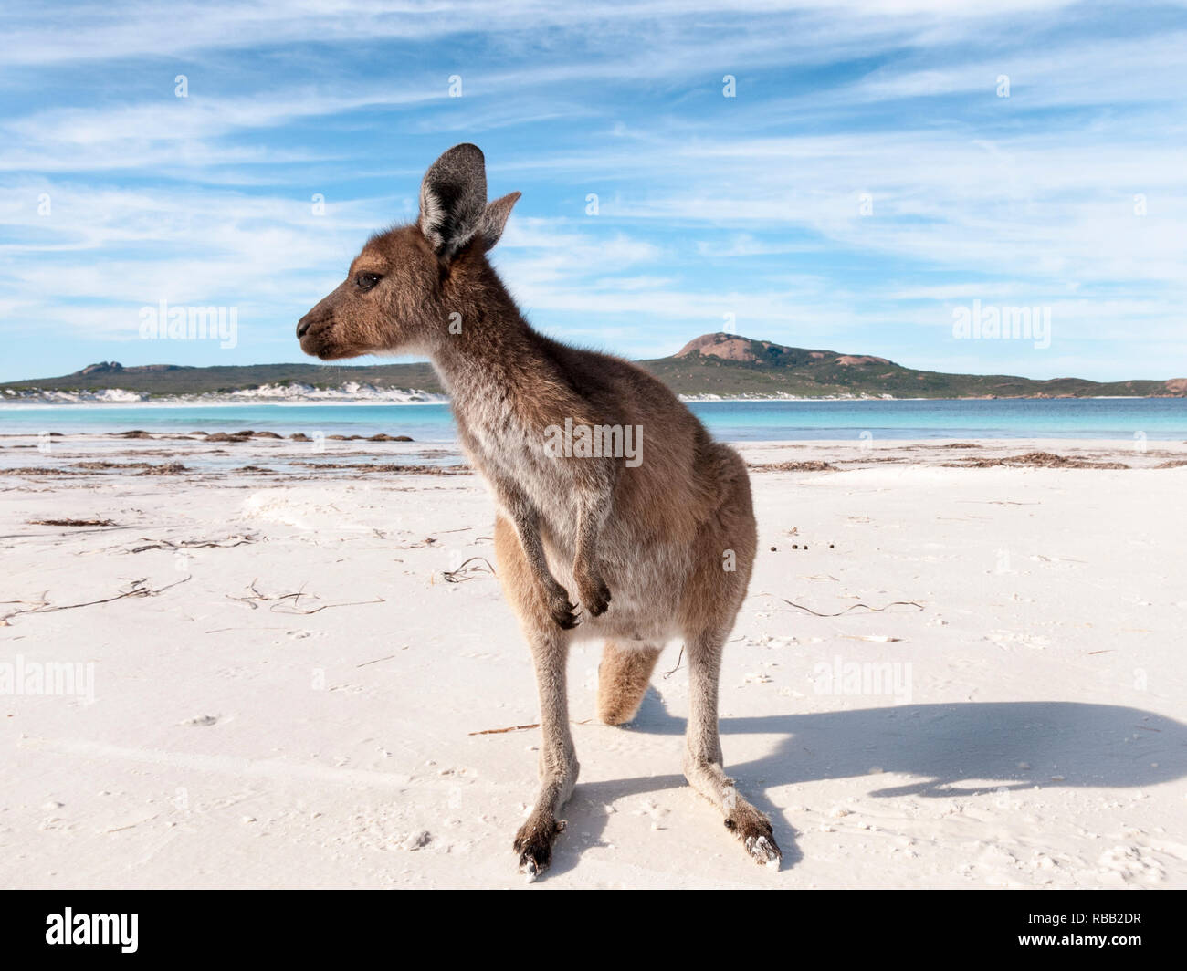 Wild kangaroo on the beach in Australia Stock Photo - Alamy