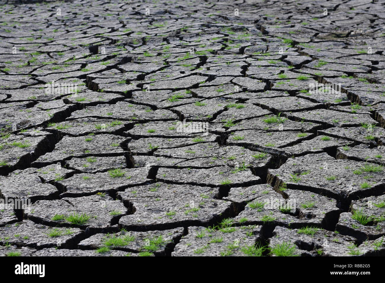 Dry season cracked ground and green grass Stock Photo - Alamy