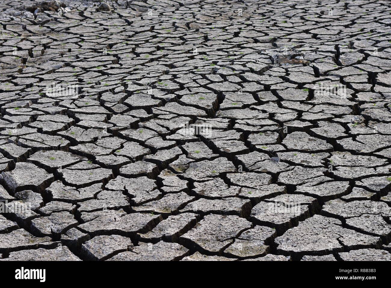 Dry season cracked ground and green grass Stock Photo - Alamy