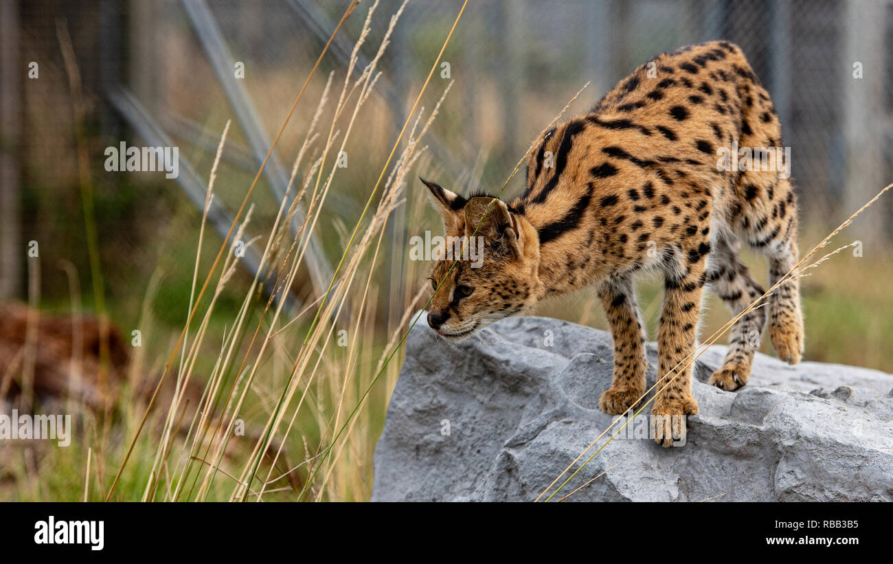 UK, Hamerton Zoo - 17 Aug 2018: Female Serval in captivity Stock Photo ...