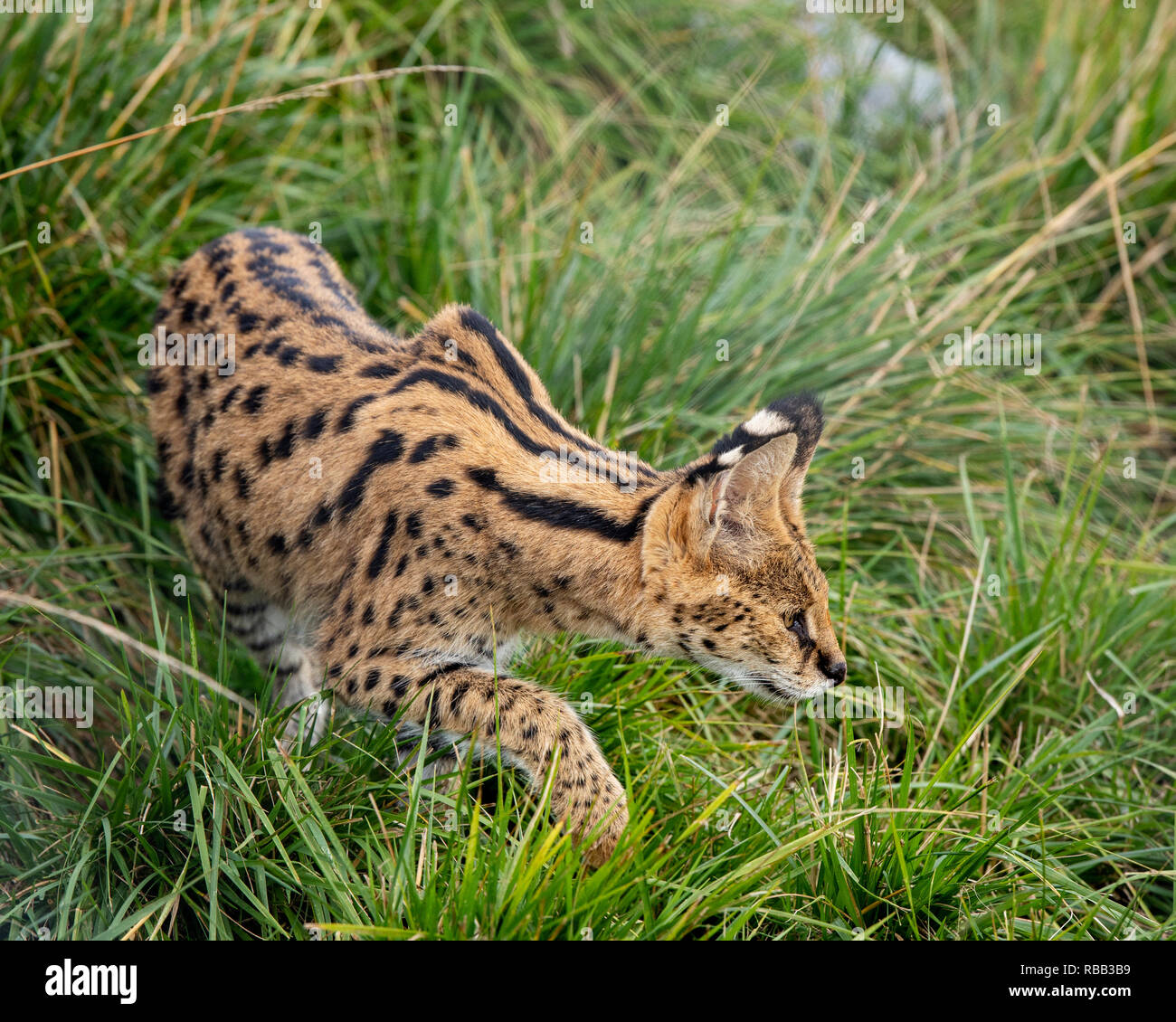 UK, Hamerton Zoo - 17 Aug 2018: Female Serval in captivity Stock Photo ...