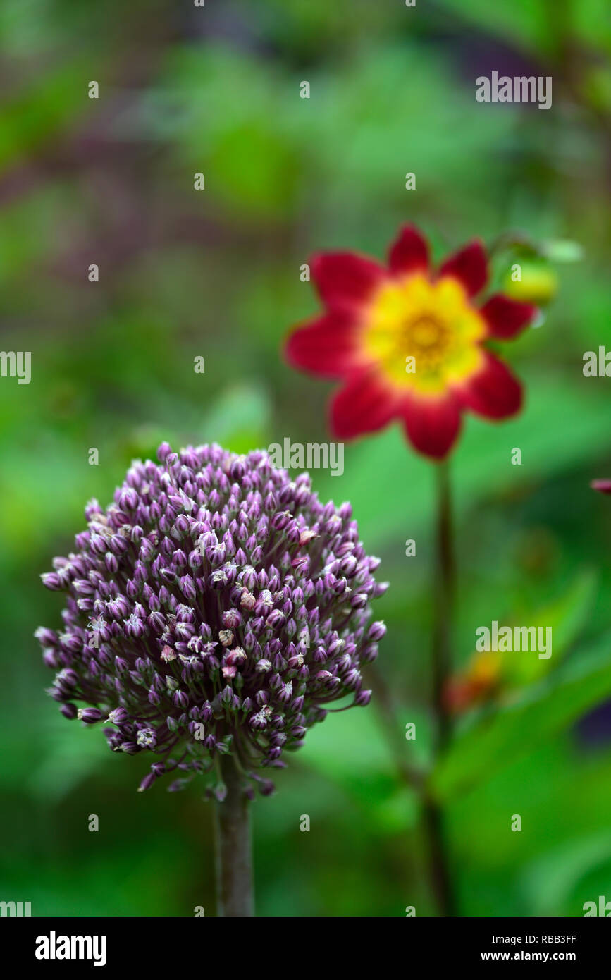 Allium aummer drummer hi-res stock photography and images - Alamy