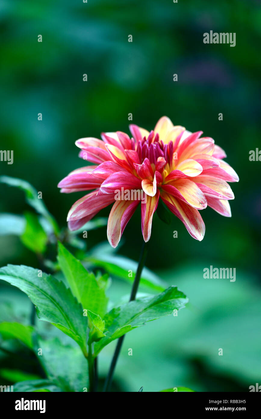 dahlia jescot julie,double flowered dahlia,double flower dahlia,Double ...