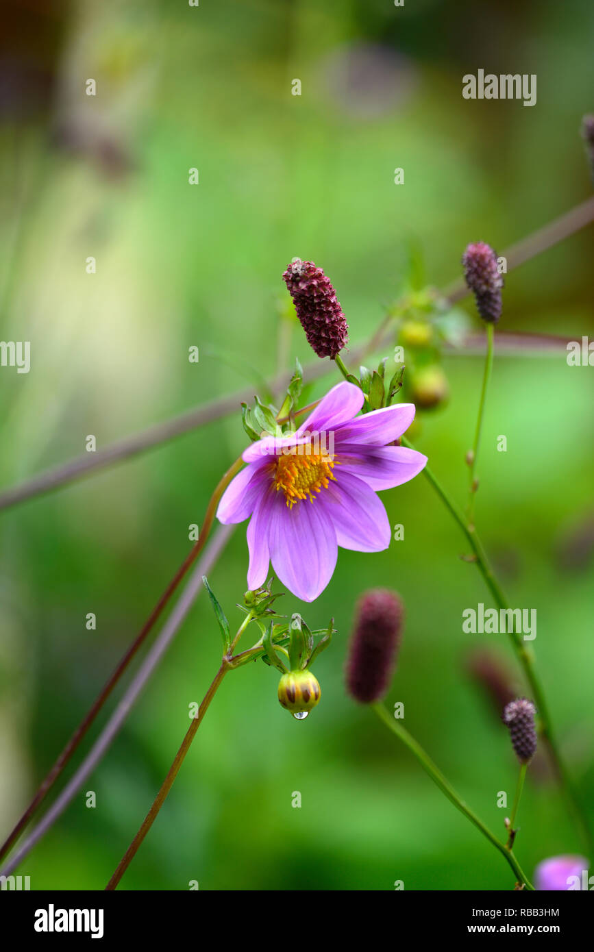 Lila floral hi-res stock photography and images - Alamy