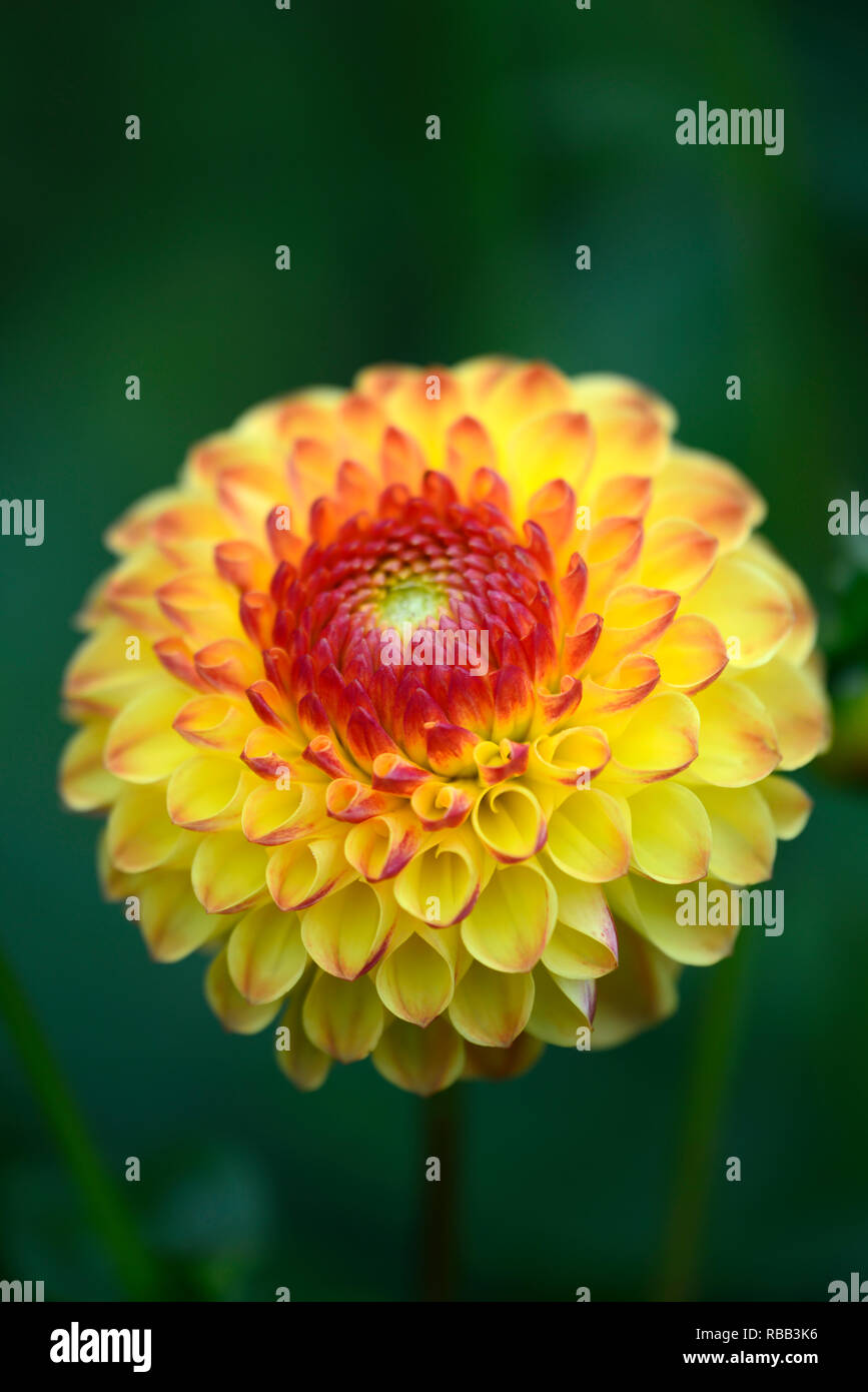 dahlia sunny boy,yellow red flowers,Ball Dahlia,ball dahlias,perennial ...