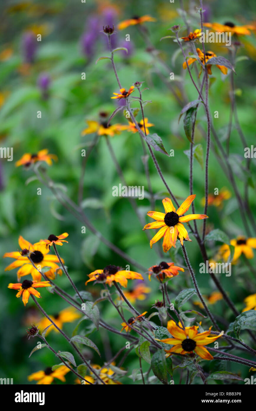 rudbeckia triloba prairie glow,burnt orange yellow flowers,red-yellow ...