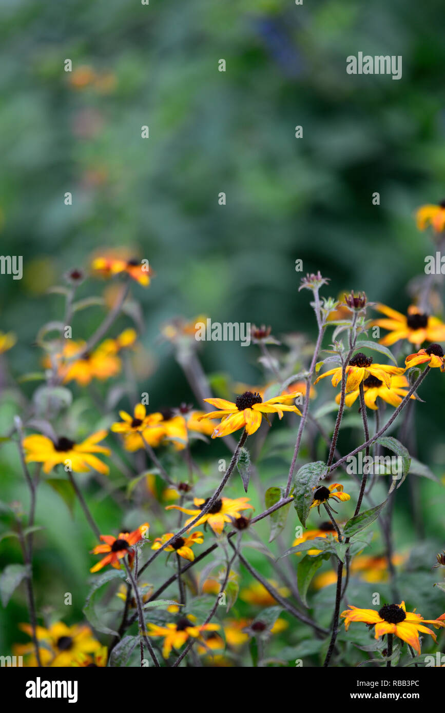 rudbeckia triloba prairie glow,burnt orange yellow flowers,red-yellow ...