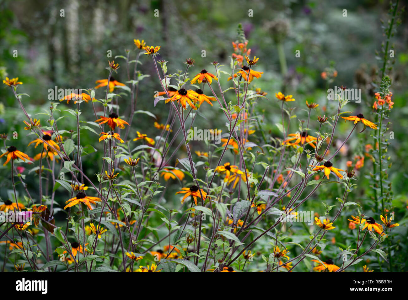 rudbeckia triloba prairie glow,burnt orange yellow flowers,red-yellow ...