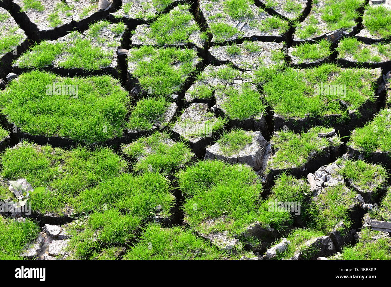 Dry season cracked ground and green grass Stock Photo - Alamy