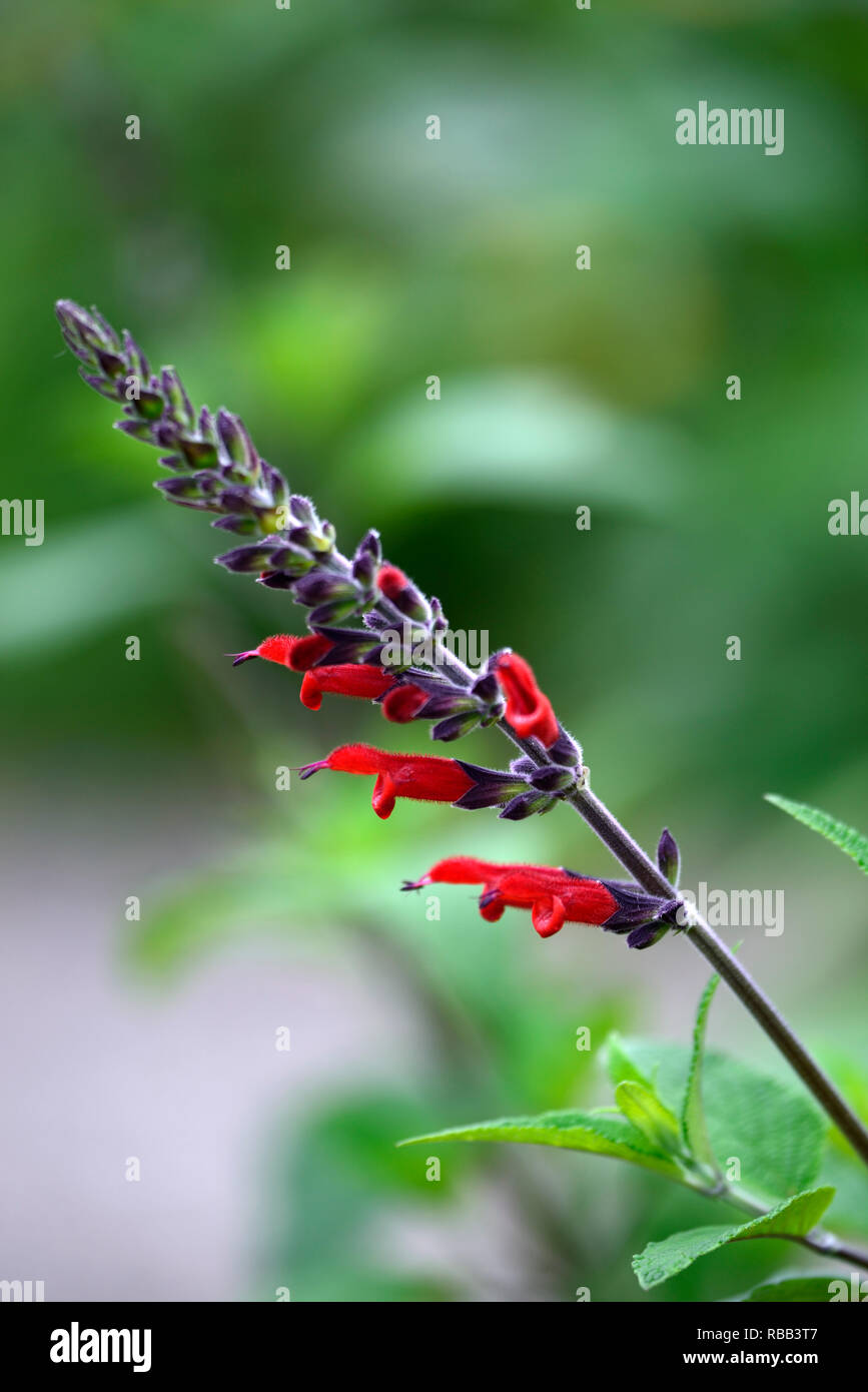 salvia Envy red form,salvias,red flower,flowers,flowering,hybrid ...