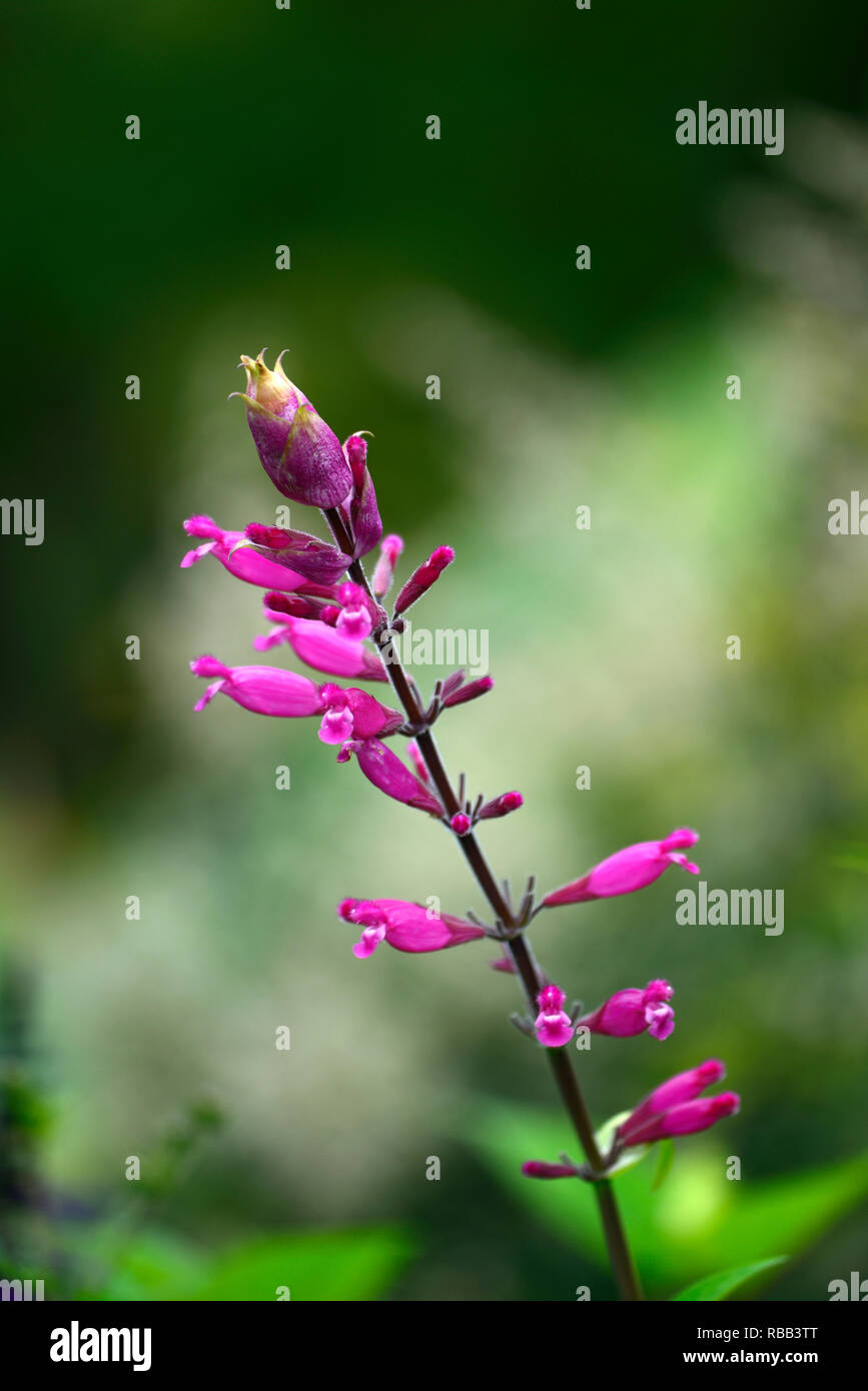 salvia involucrata bethellii,pink flowers,pink flowering salvia,salvias ...