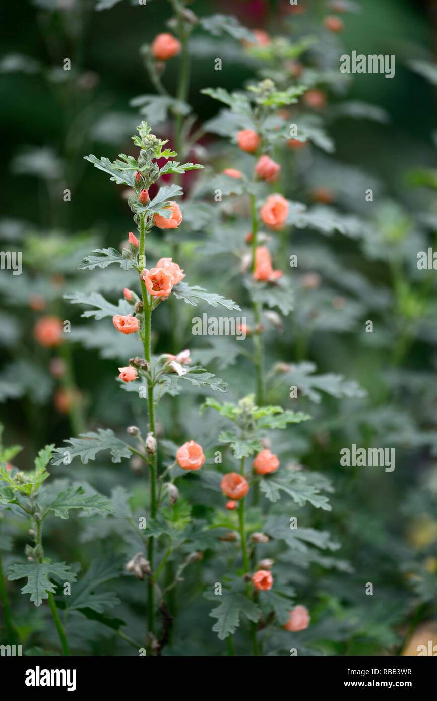 Sphaeralcea hi-res stock photography and images - Alamy