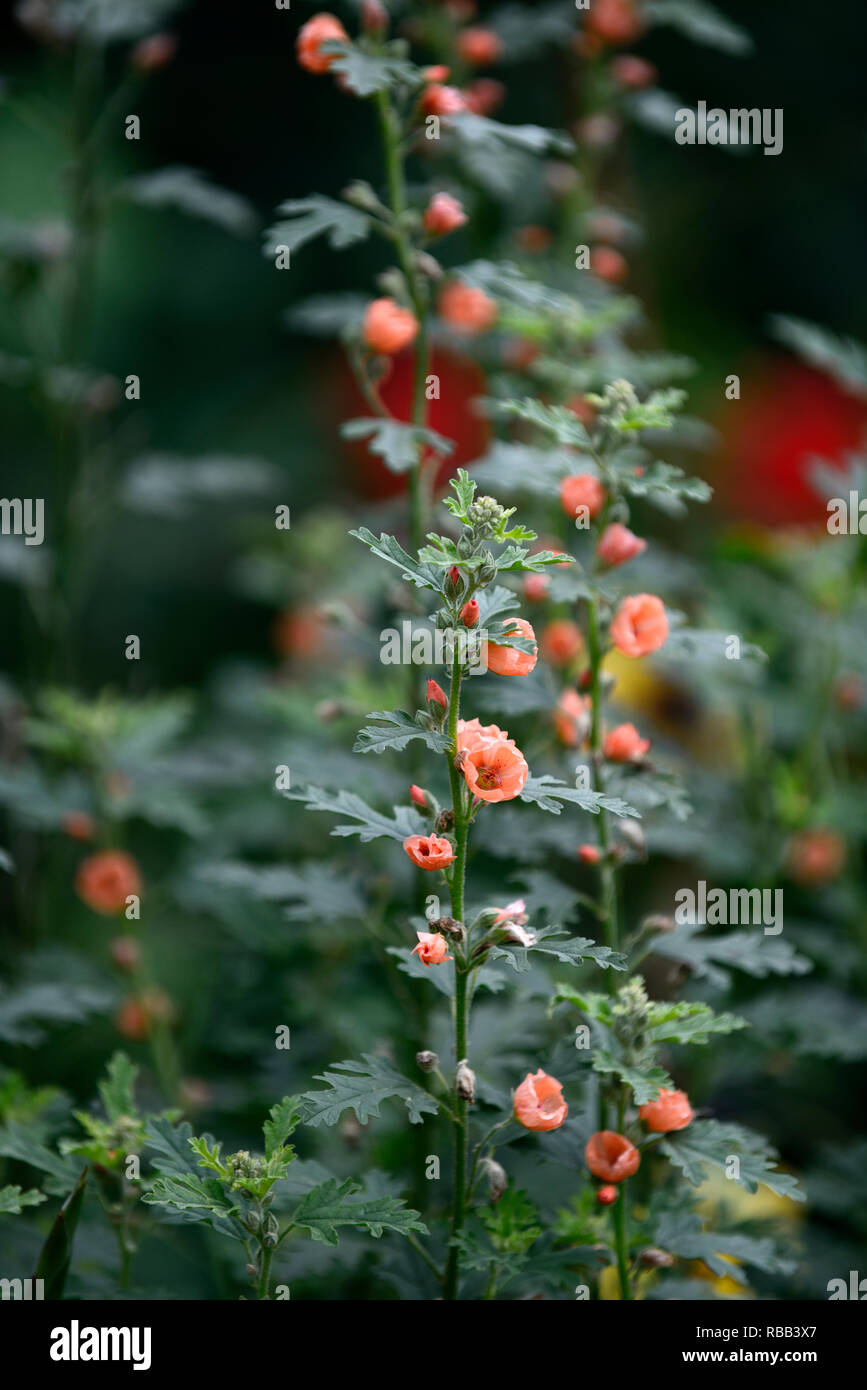 Sphaeralcea Childerley,globe mallow Childerley,apricot orange flowers ...