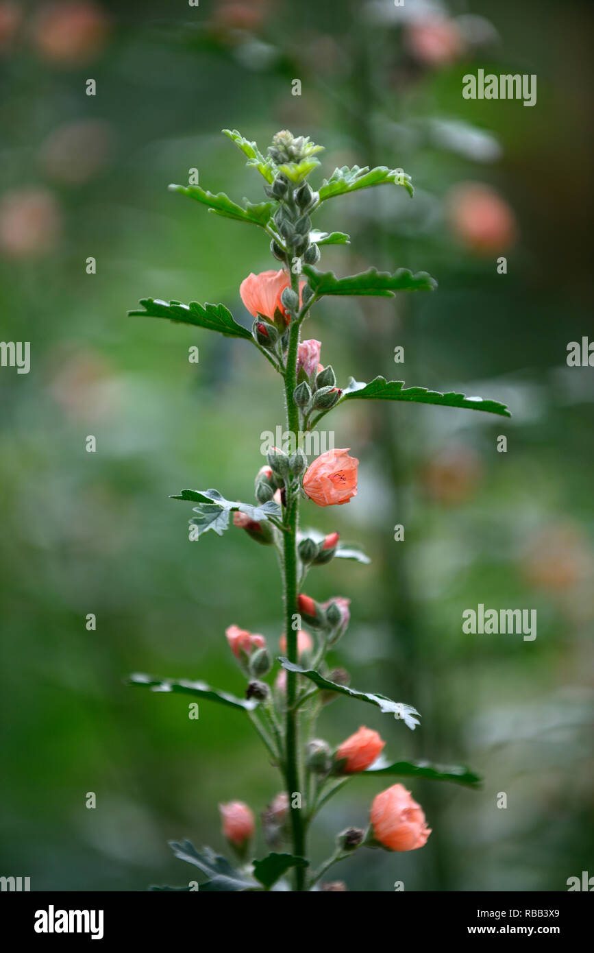 Sphaeralcea Childerley,globe mallow Childerley,apricot orange flowers ...