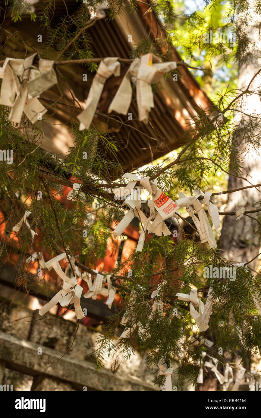 Prayers written on ribbons tied in branches of fir tree in Miyajima ...