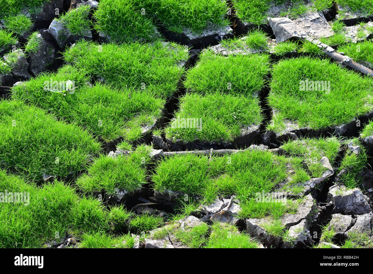 Dry season cracked ground and green grass Stock Photo - Alamy