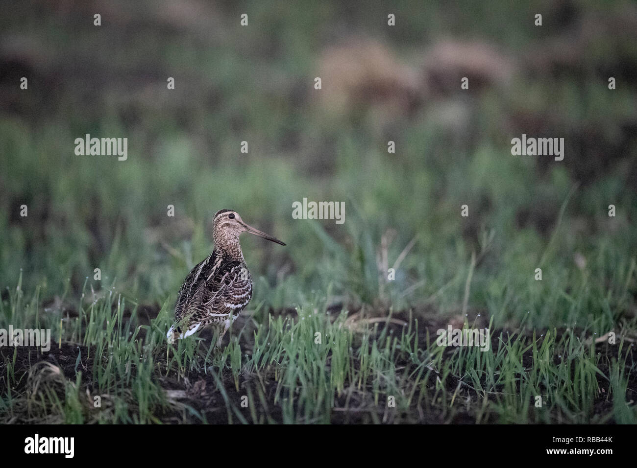 Great Snipe (Gallinago media) in grassland. Latvia Stock Photo - Alamy