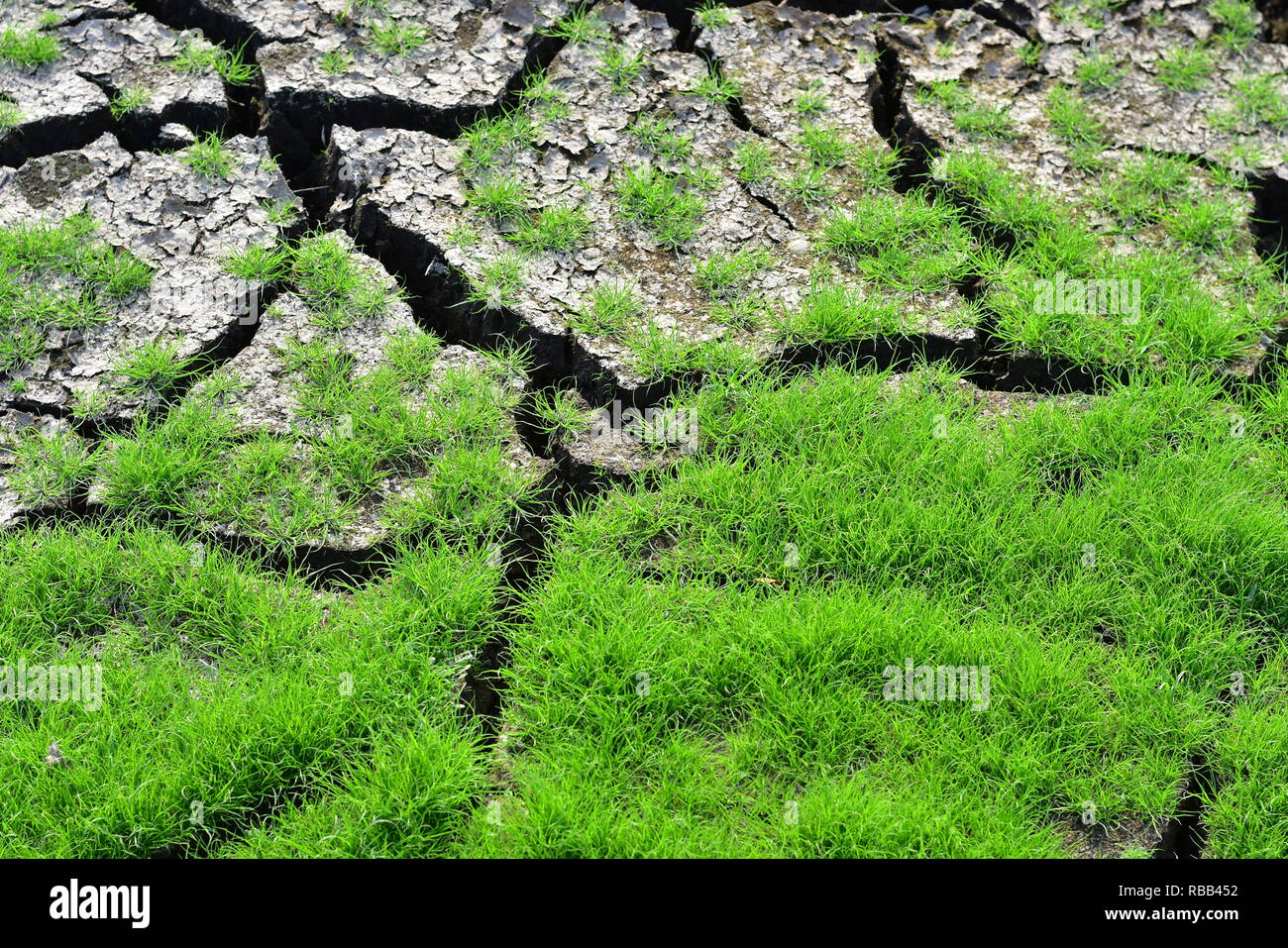 Dry season cracked ground and green grass Stock Photo - Alamy