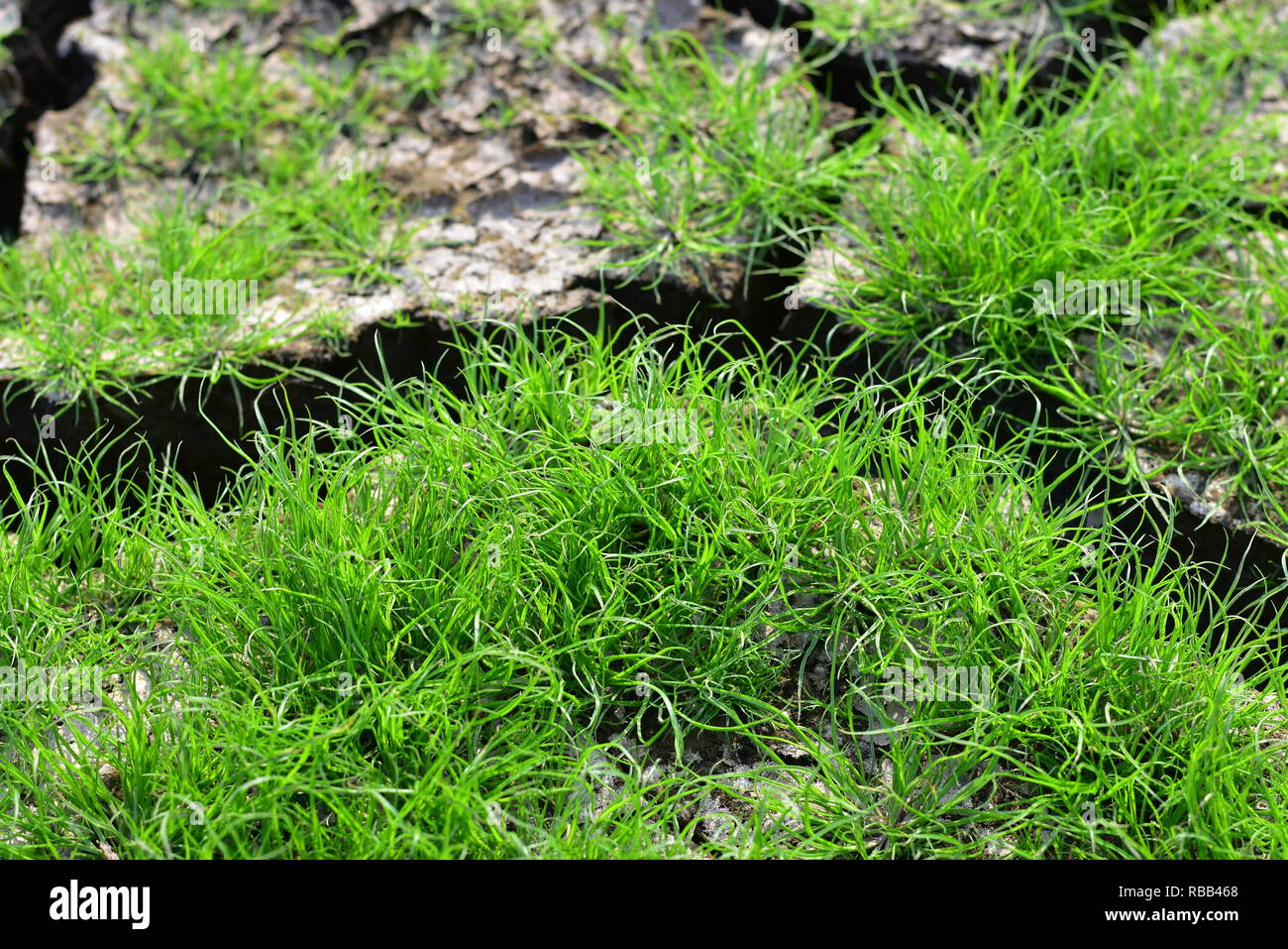 Dry season cracked ground and green grass Stock Photo - Alamy