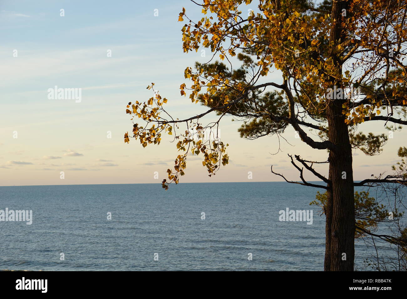 Autumn Tree Over Water, Indiana Dunes National Lakeshore Stock Photo ...