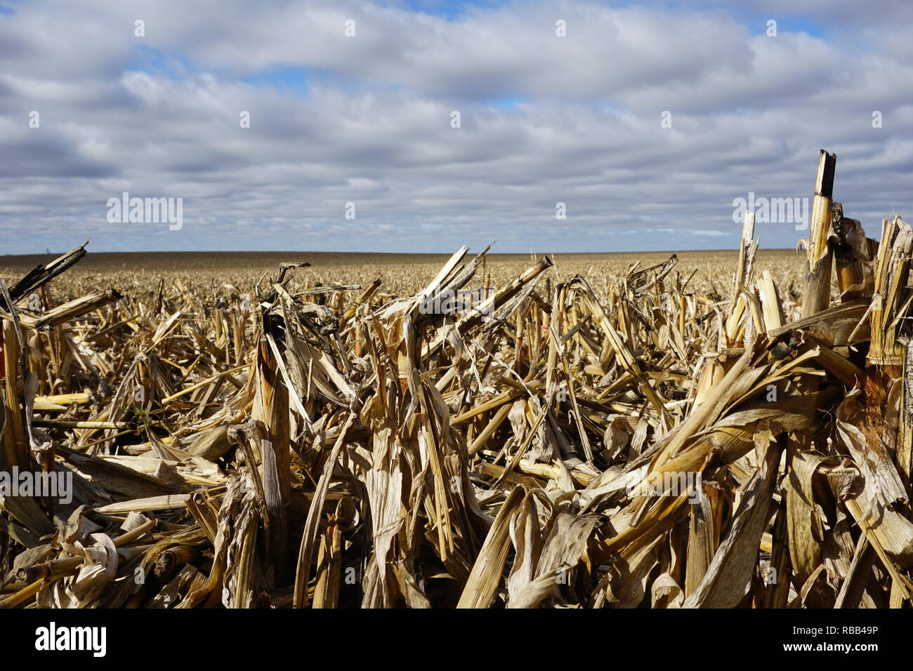 Corn harvest illinois hi-res stock photography and images - Alamy