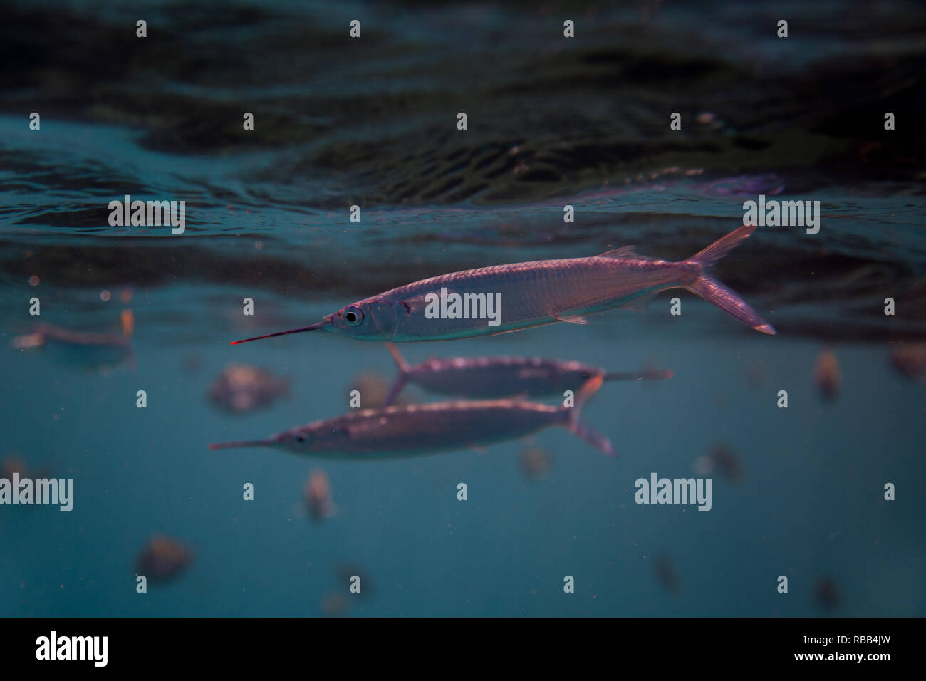 Ballyhoo bait fish hi-res stock photography and images - Alamy