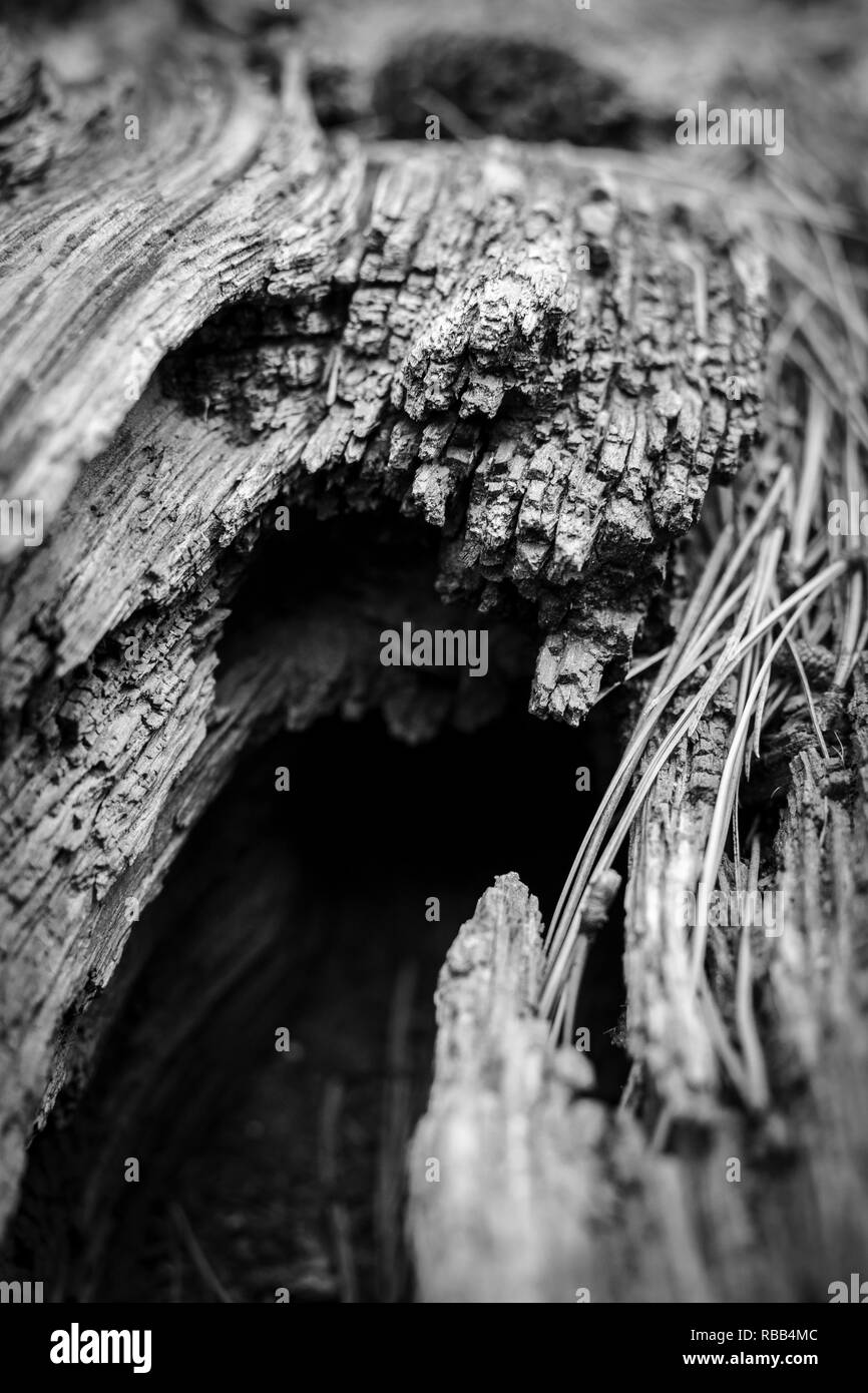 Log photography hi-res stock photography and images - Alamy