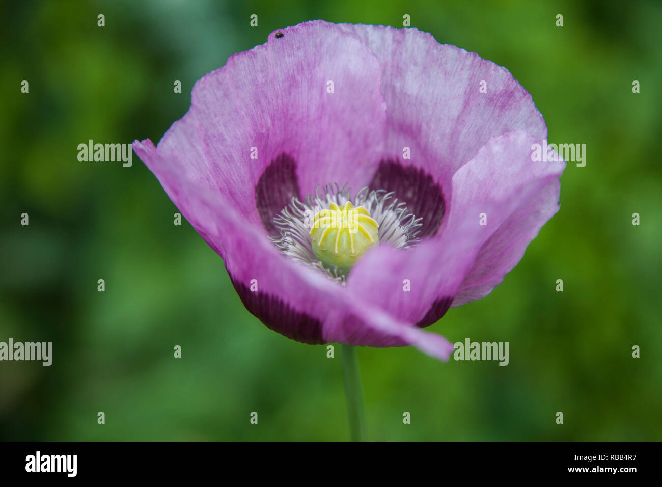 Purple Poppy flower, Papaver somniferum poppy in an English garden ...