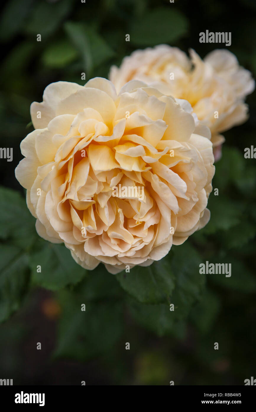 Large peach coloured rose hi-res stock photography and images - Alamy