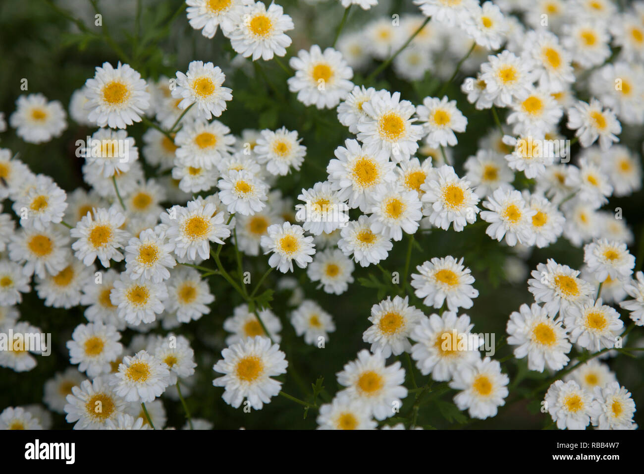 Trailing fleabane hi-res stock photography and images - Alamy