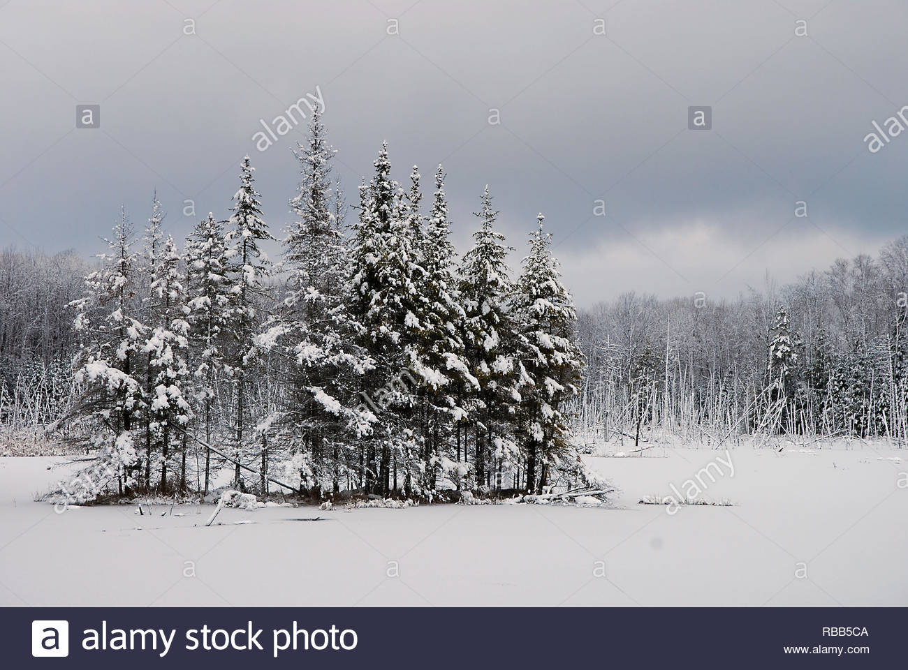 Swamp Scene Stock Photos & Swamp Scene Stock Images - Alamy