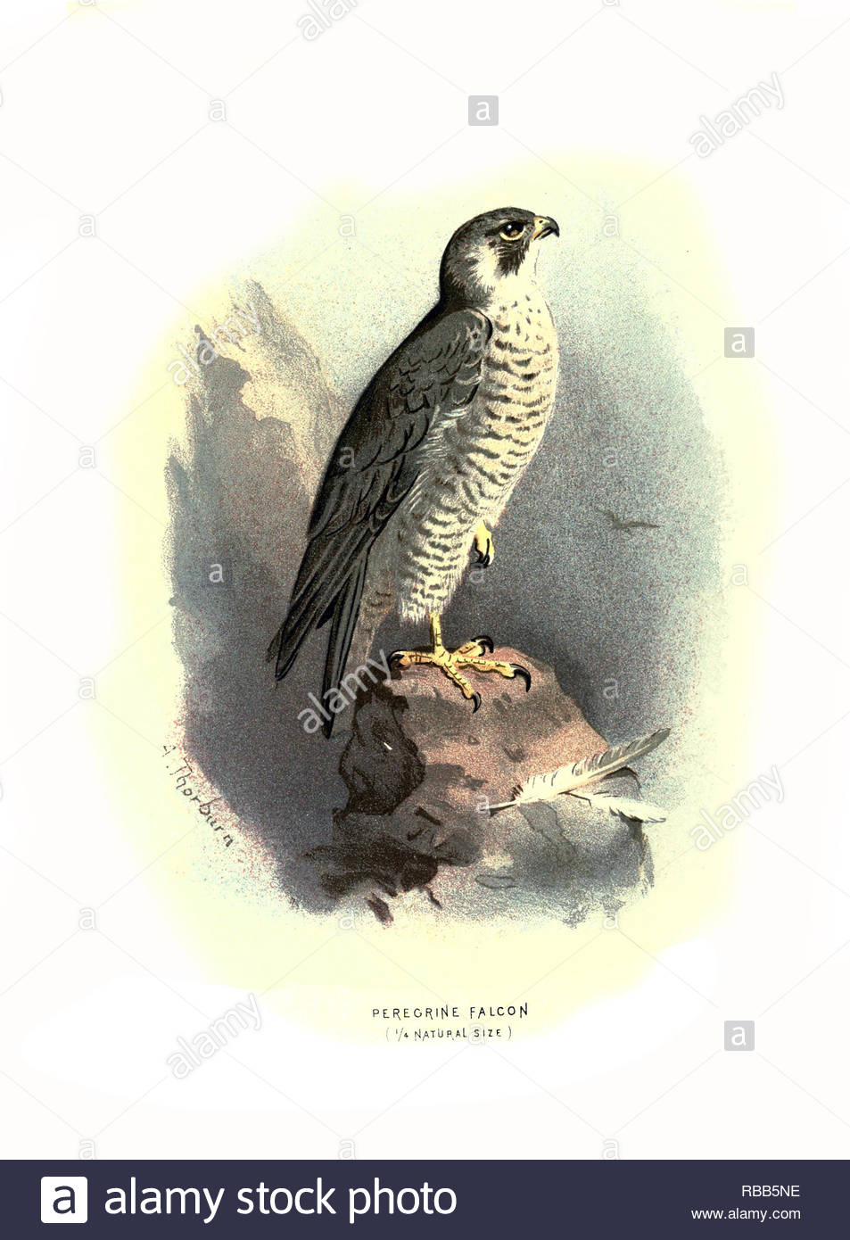 Peregrine Falcon Cut Out Stock Images & Pictures - Alamy