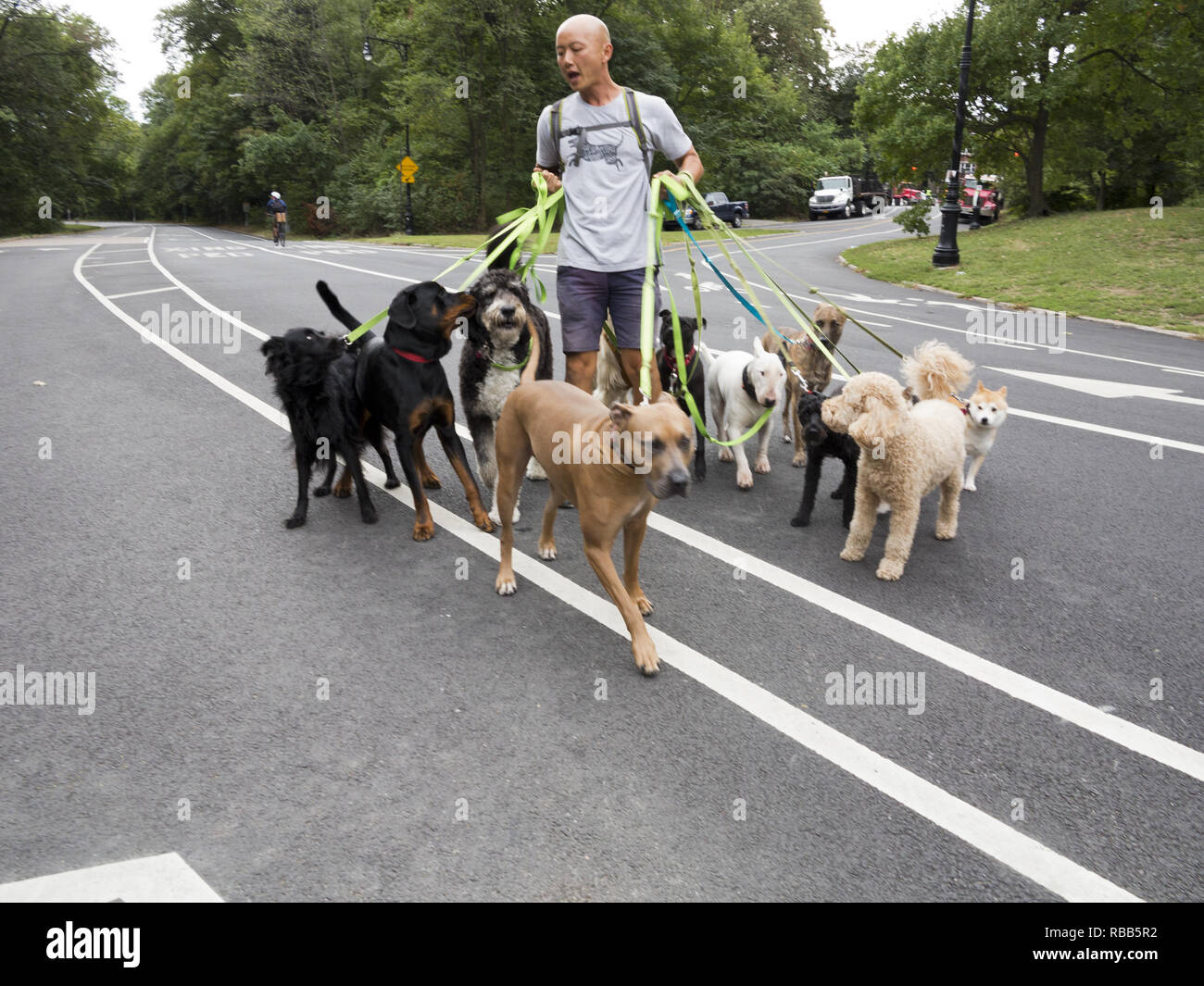 Professional dog walker hi-res stock photography and images - Alamy