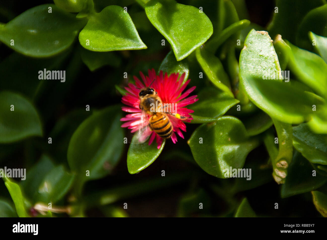 A bee pollinating red wild flowers Stock Photo - Alamy