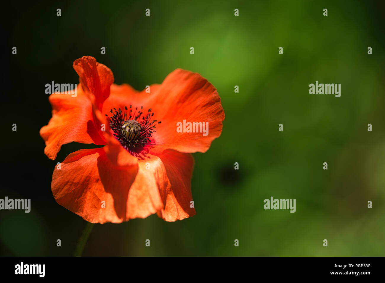 Beautiful fresh Orange Poppy Flower in the wind on a green spring ...