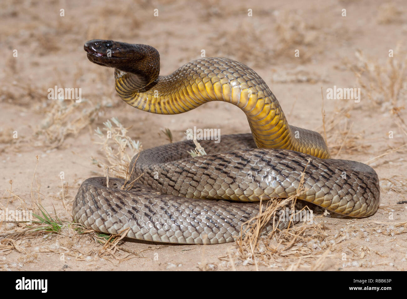 Inland taipan hi-res stock photography and images - Alamy