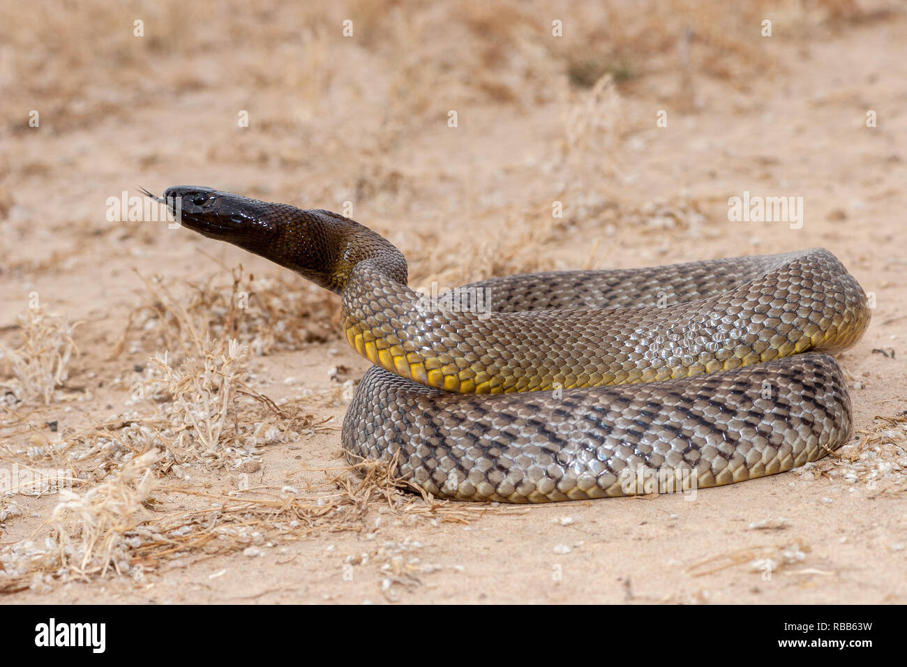 Inland taipan hi-res stock photography and images - Alamy