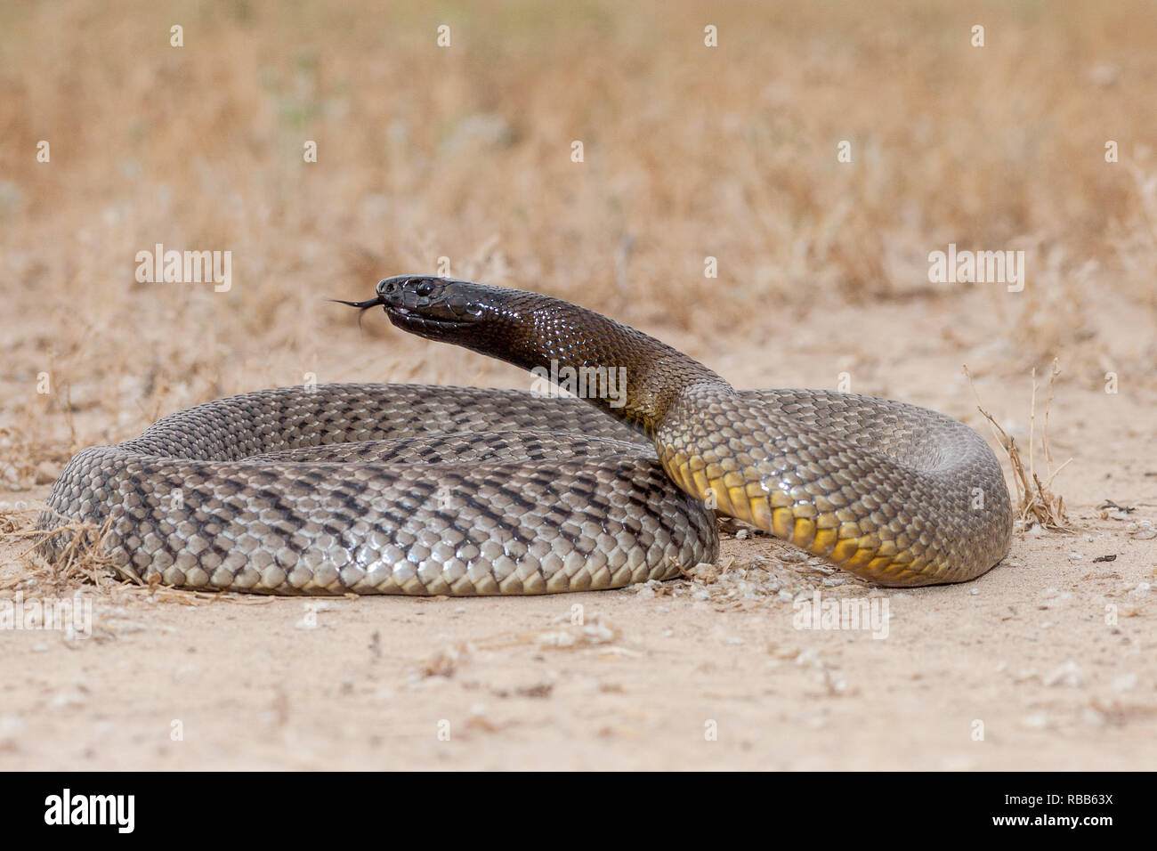 Inland taipan hi-res stock photography and images - Alamy